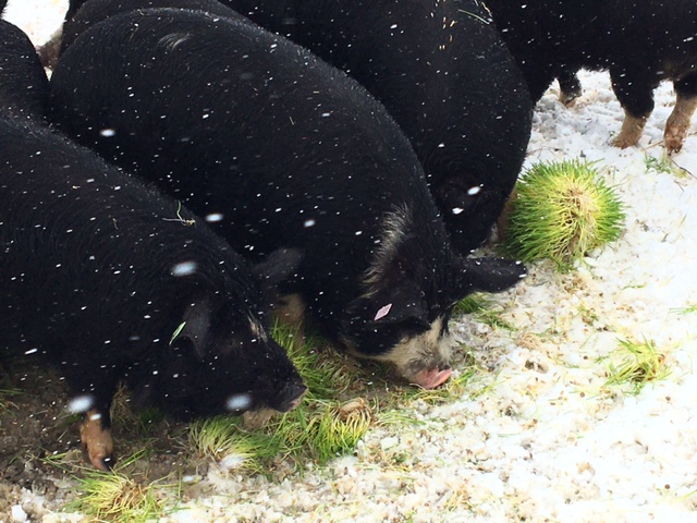 Growing Fodder for Pigs - Countryside